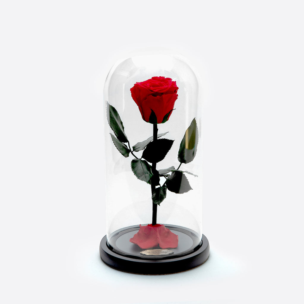 Beauty and The Beast Rose | TheOnlyRoses