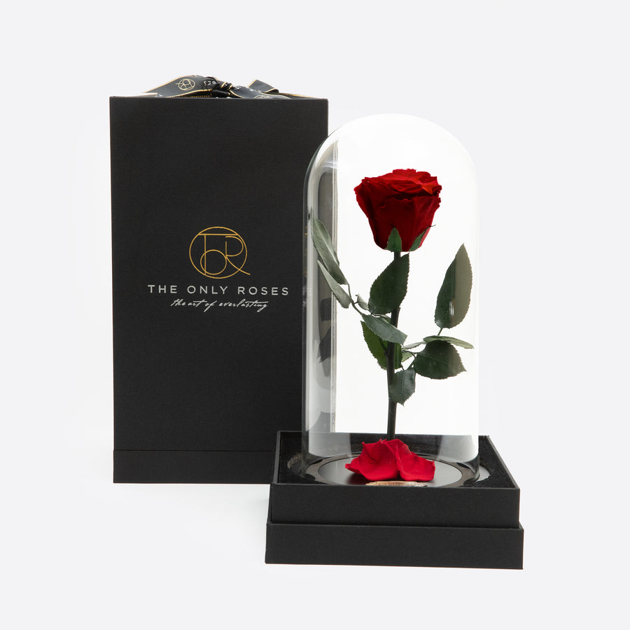 Beauty and The Beast Enchanted Rose in Glass Dome - Real Preserved ...