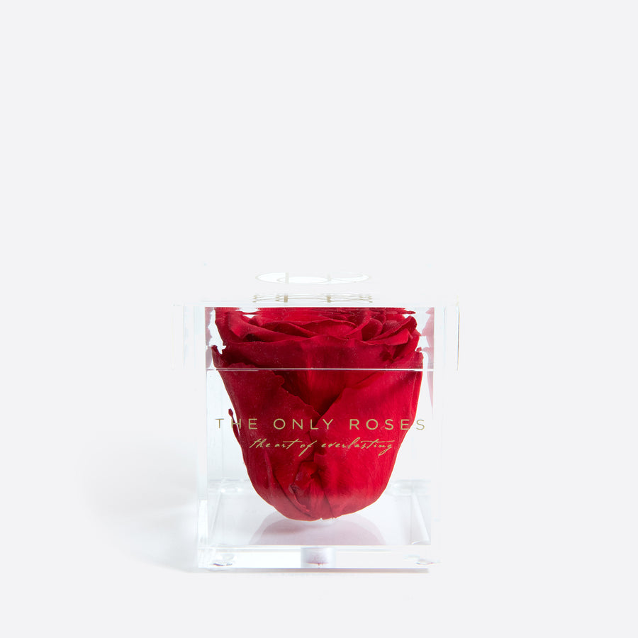 The Only Roses® | Real Flower That Last 3 to 5 Years – TheOnlyRoses