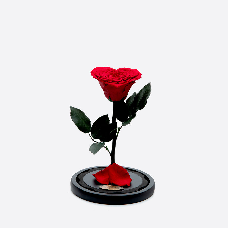 Beauty and The Beast Heart Rose – TheOnlyRoses