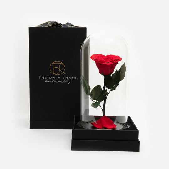 The Only Roses® | Real Flower That Last 3 to 5 Years – TheOnlyRoses