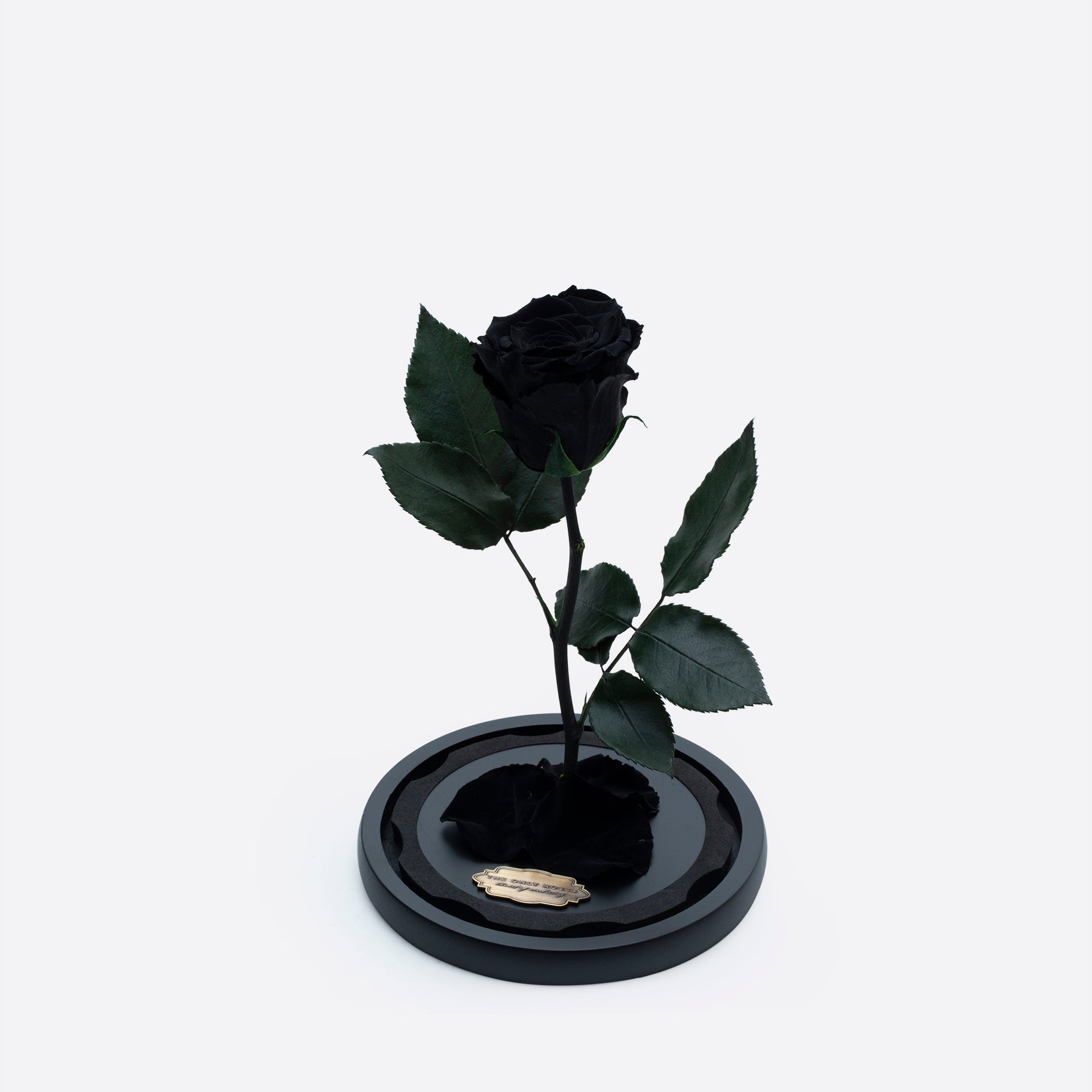 Black Preserved Rose Beauty and The Beast Glass Dome – TheOnlyRoses